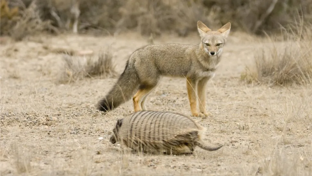 Two-minute read: Was an extinct fox once man's best friend?