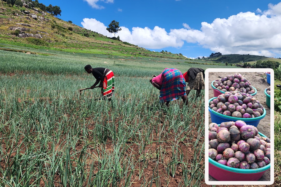 Rwahi, where onions tickle the bank balance