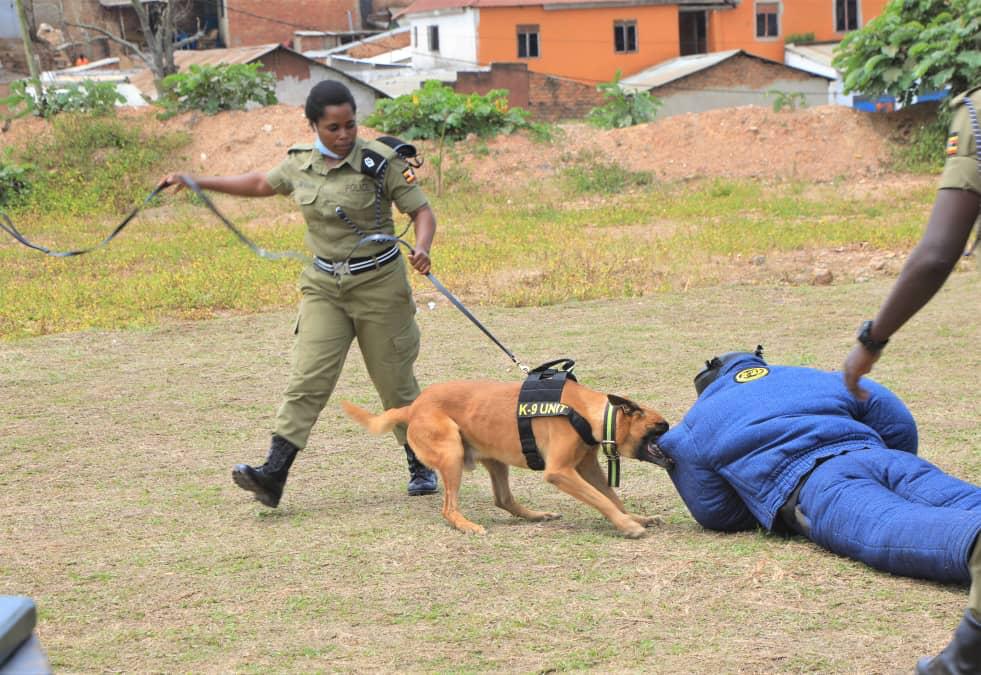 Police dogs catch over 4200 suspected criminals