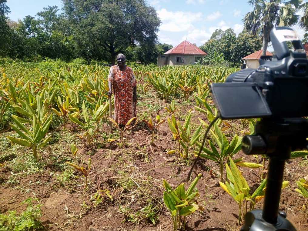 Frances Akello: Ex-LEGCO member turns to turmeric farming after pension ...
