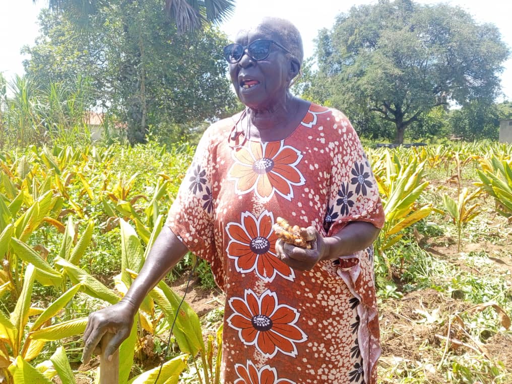 Frances Akello: Ex-LEGCO member turns to turmeric farming after pension ...