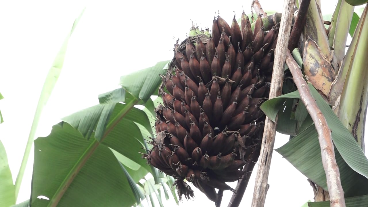 Rampant spread of crop pests and diseases blamed on farmers complacency