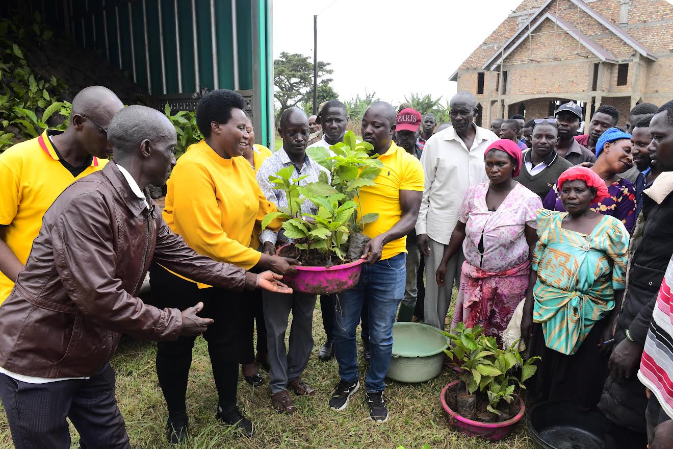 Museveni gives 50,000 coffee seedlings to Gomba, Ssembabule farmers