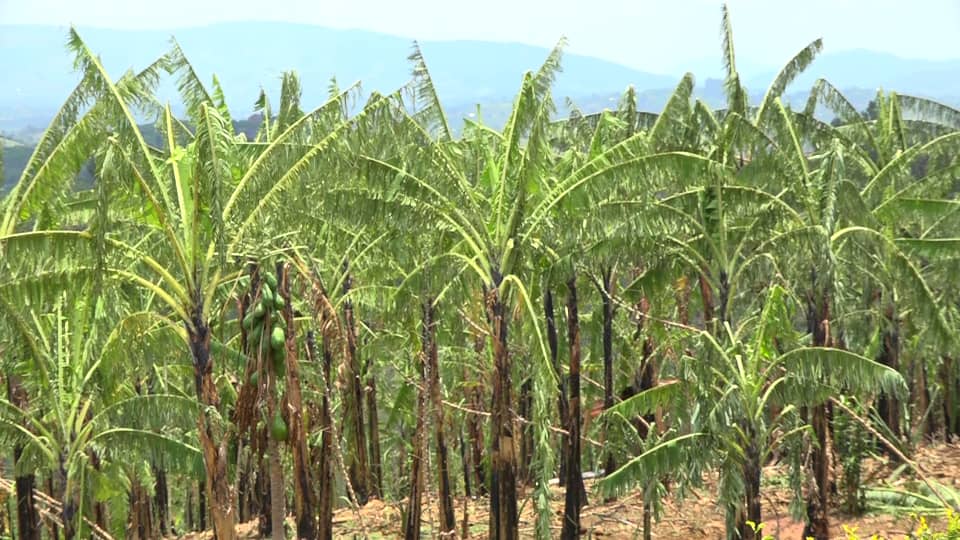 Bushenyi Families Hit by Hailstorm Seek Govt Support