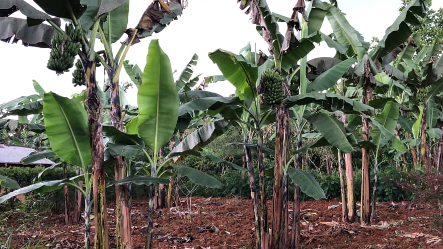 Wendi Wallet Brings Banking Closer to Farmers in Remote Areas