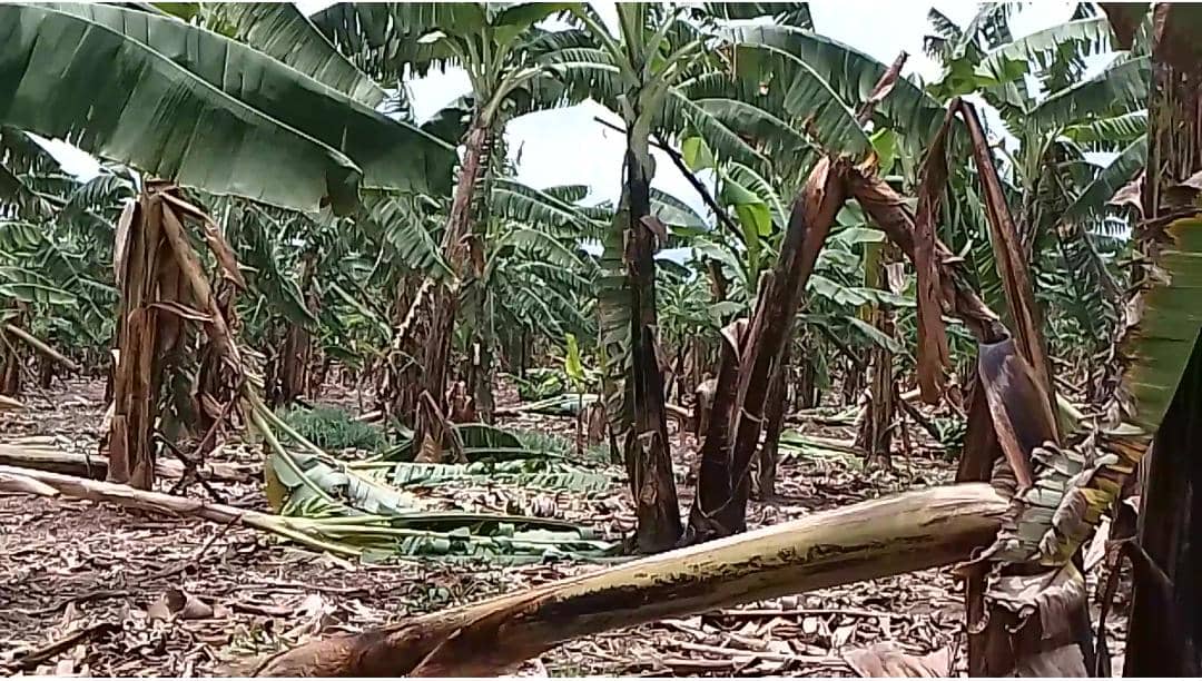 Katojo Farmers Count Heavy Losses After Hailstorm Wreaks Havoc