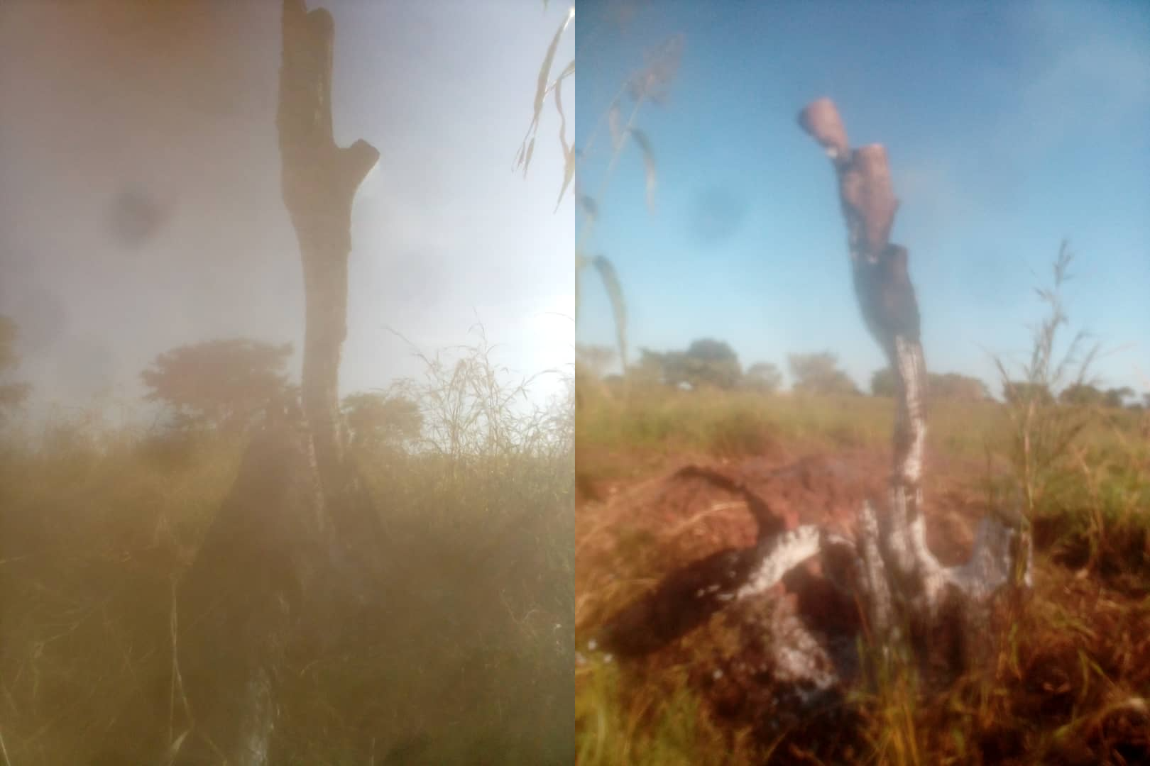 Mystery Tree Set on Fire Transforms Into Human Figure