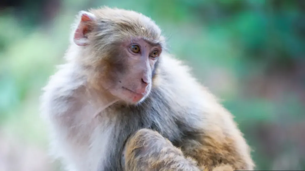 All missing monkeys returned after escape from US research lab