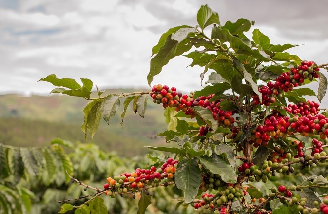 Mahyoro Sub County Chairperson Urges Residents to Embrace Coffee ...