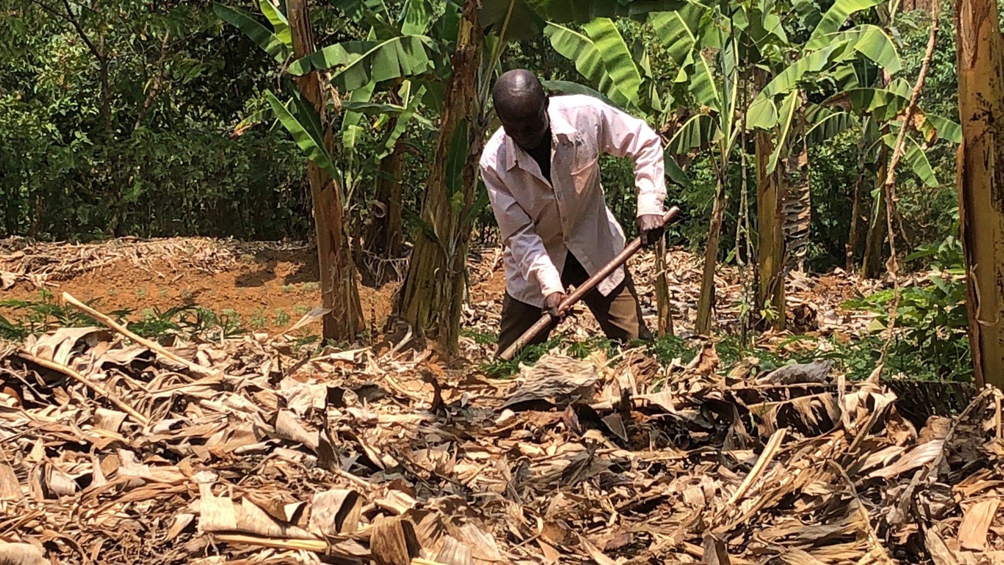 Farmers Turn to Forest Gardens to Reclaim Land and Livelihoods
