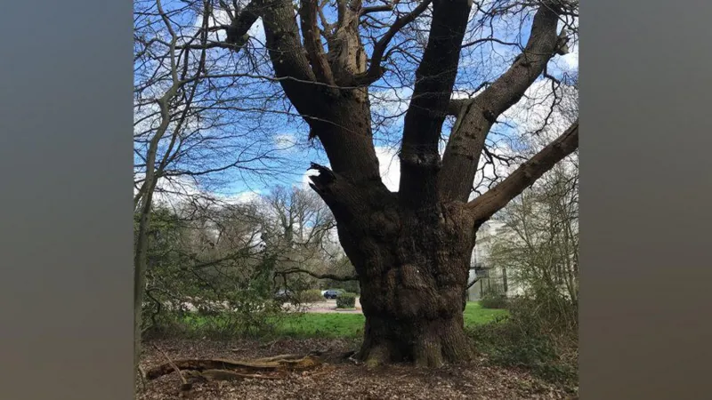 Felling of ancient oak tree probed by police