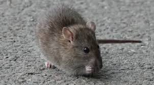 Rat-borne diseases cause crisis in Sarajevo