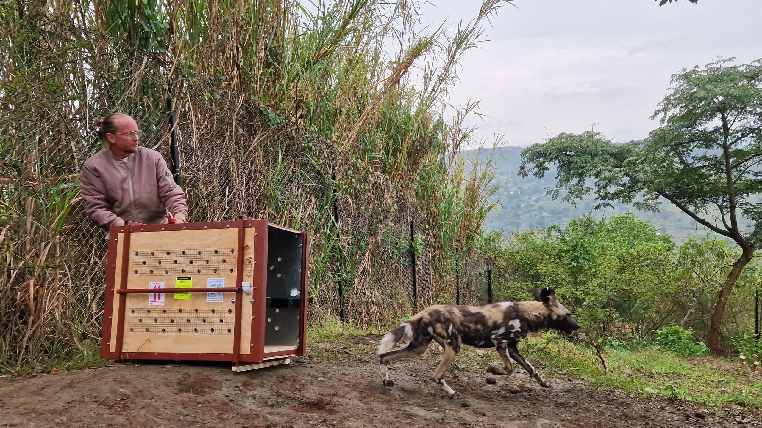 CTC Conservation Centre Brings African Wild Dogs Back to Uganda After ...