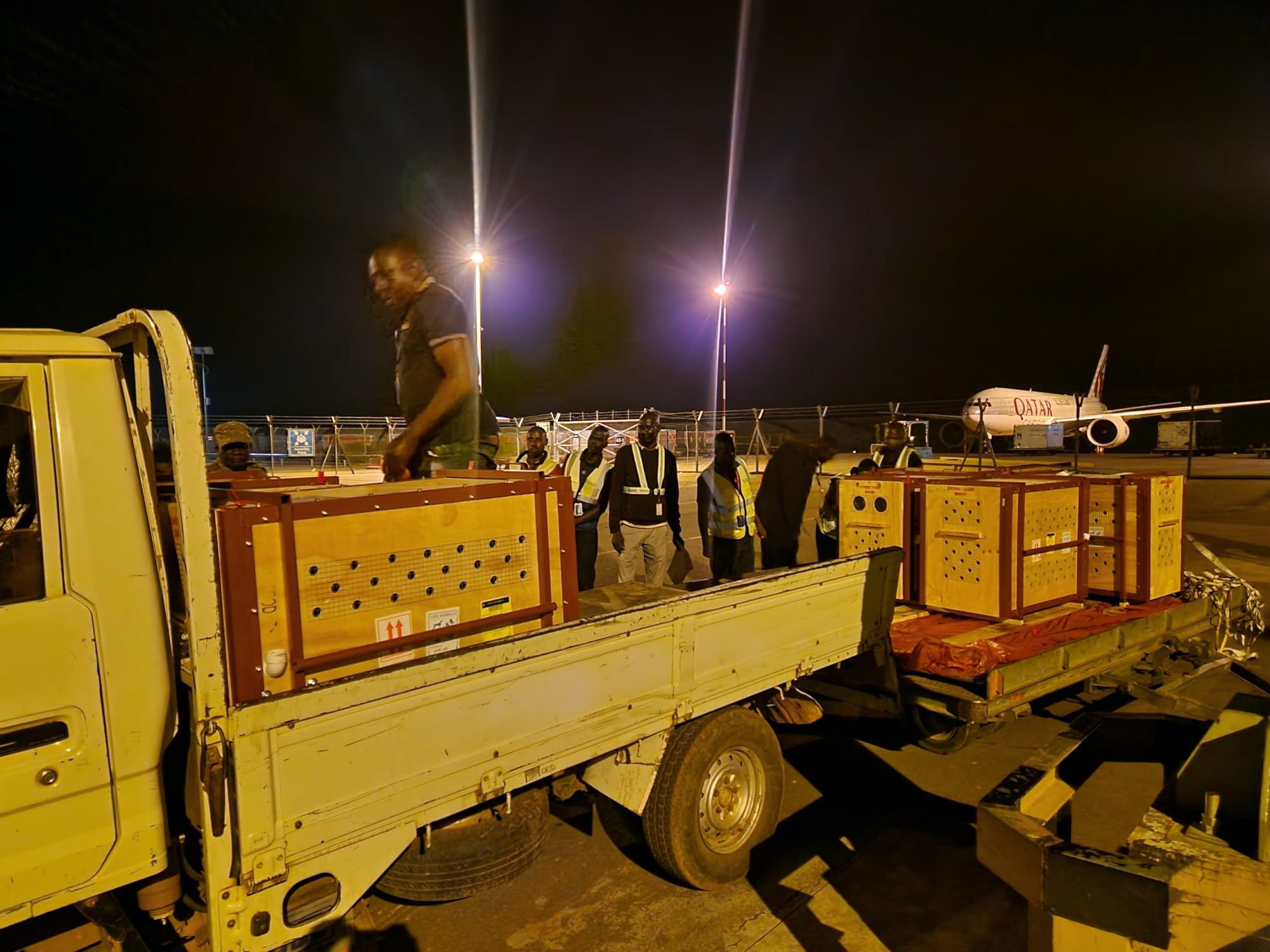 CTC Conservation Centre Brings African Wild Dogs Back to Uganda After ...