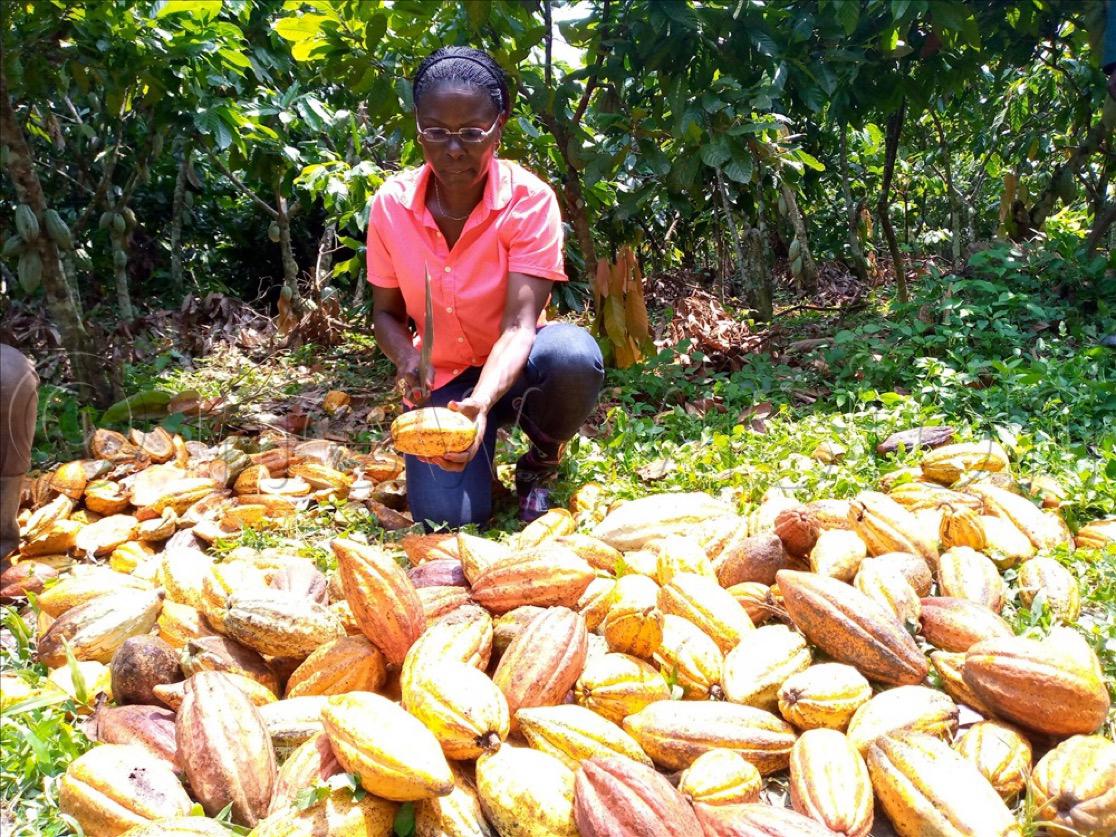 Cocoa Farmers Drive Economic Growth Despite Infrastructure Challenges