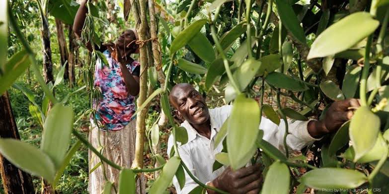 Govt Declares Vanilla Harvest Season Amid Price and Quality Concerns
