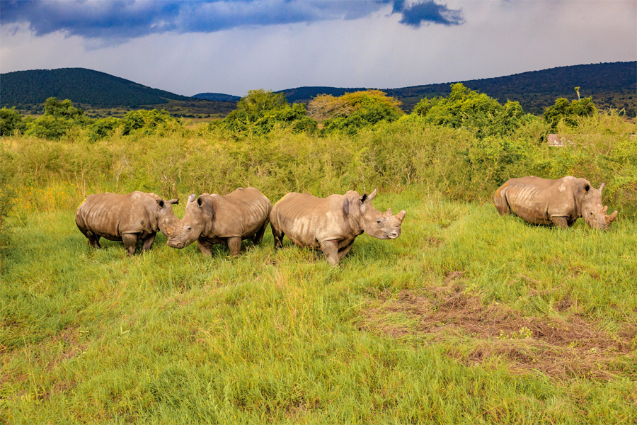 Rwanda Receives 70 White Rhinos in Landmark Translocation to Akagera ...