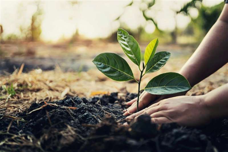 Environment Ministry Calls for Support in Tree Planting in New Initiative