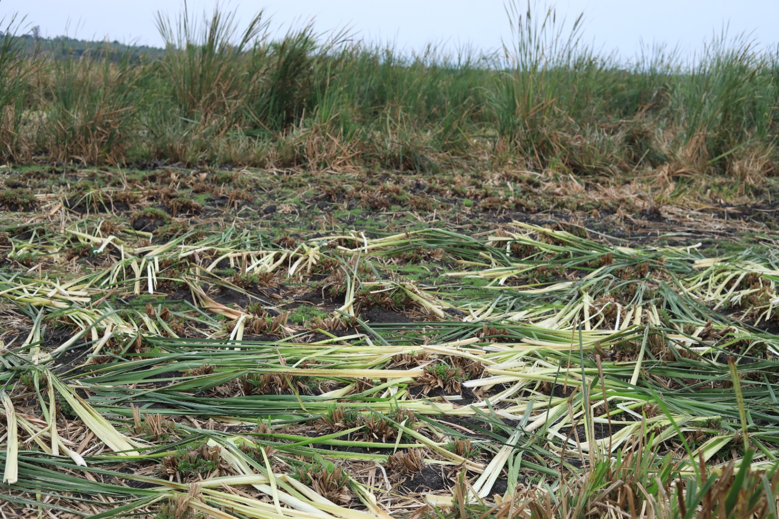 Lake Nakivale on the Brink as Refugees Harvest Papyrus Roots for Survival