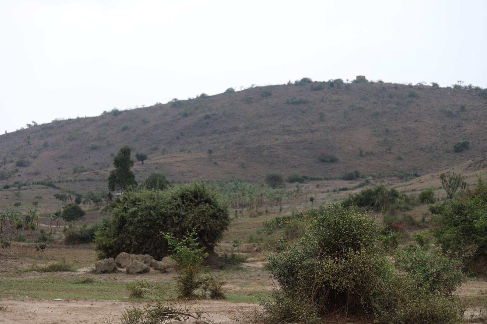 Isingiro Hills Stand Naked, Exposing Uganda’s Refugee–Environment Crunch