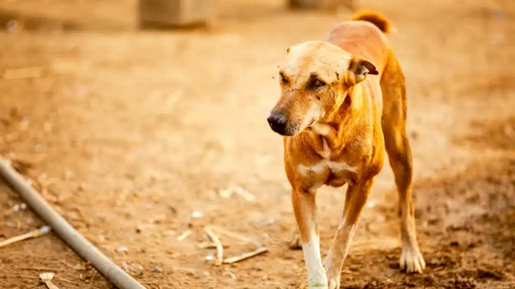WHO Warns of Rabies Threat as Children Remain Most Vulnerable