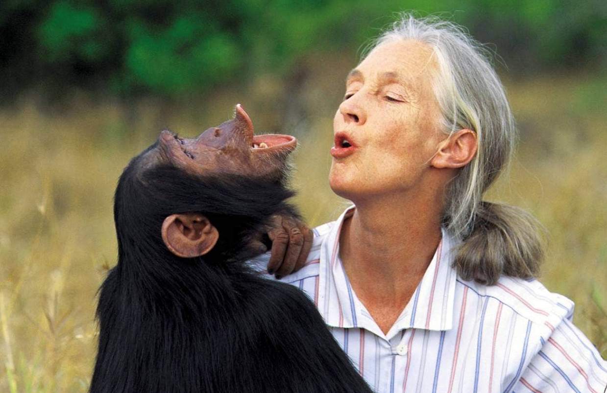 Jane Goodall: The Lady of the Chimpanzees