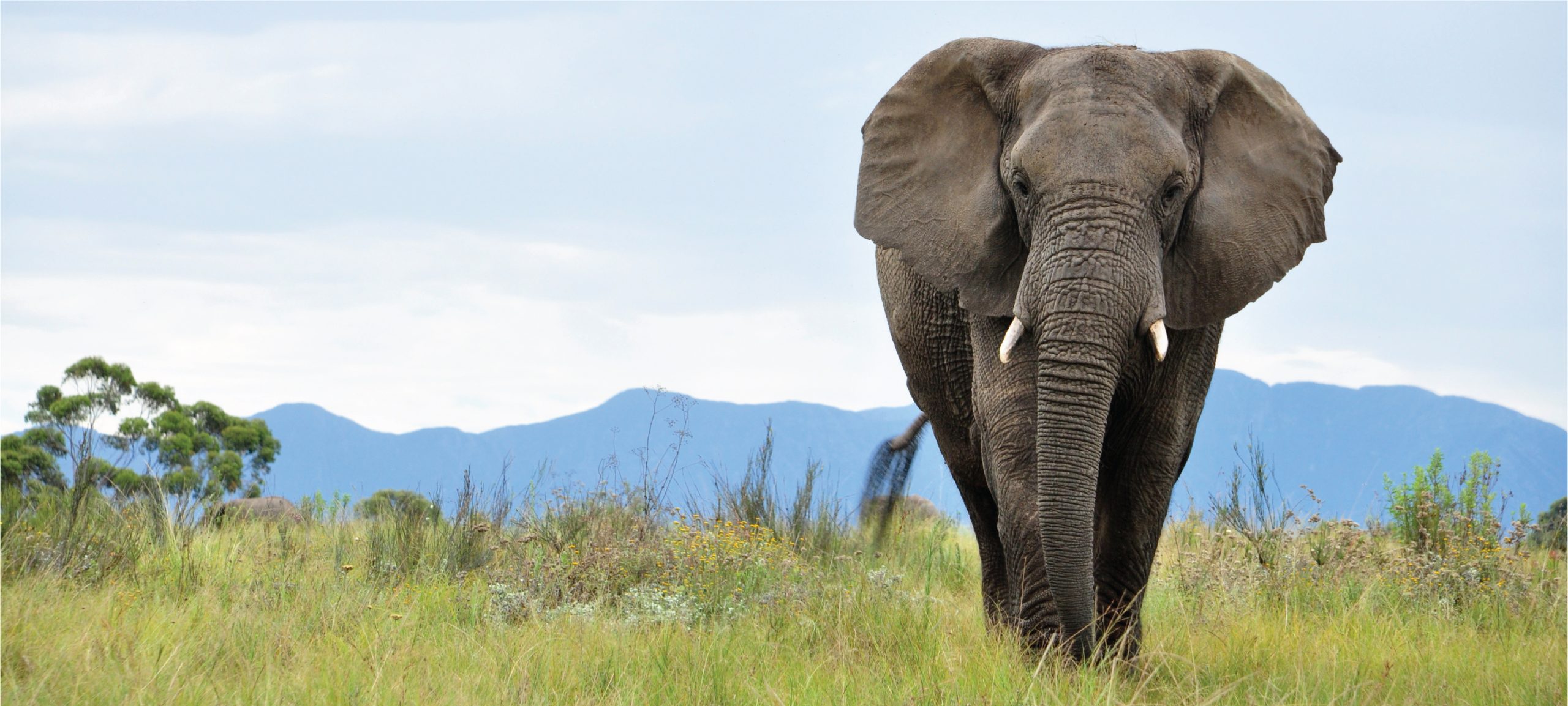 Meet John, the Elephant Who Lives With Villagers in Katunguru