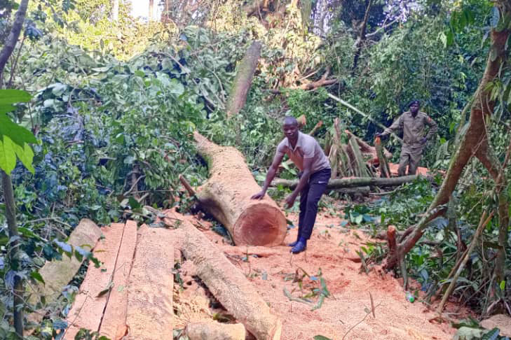 Four Arrested in Kalangala for Illegal Logging