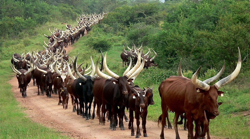 Ankole - Latest News
