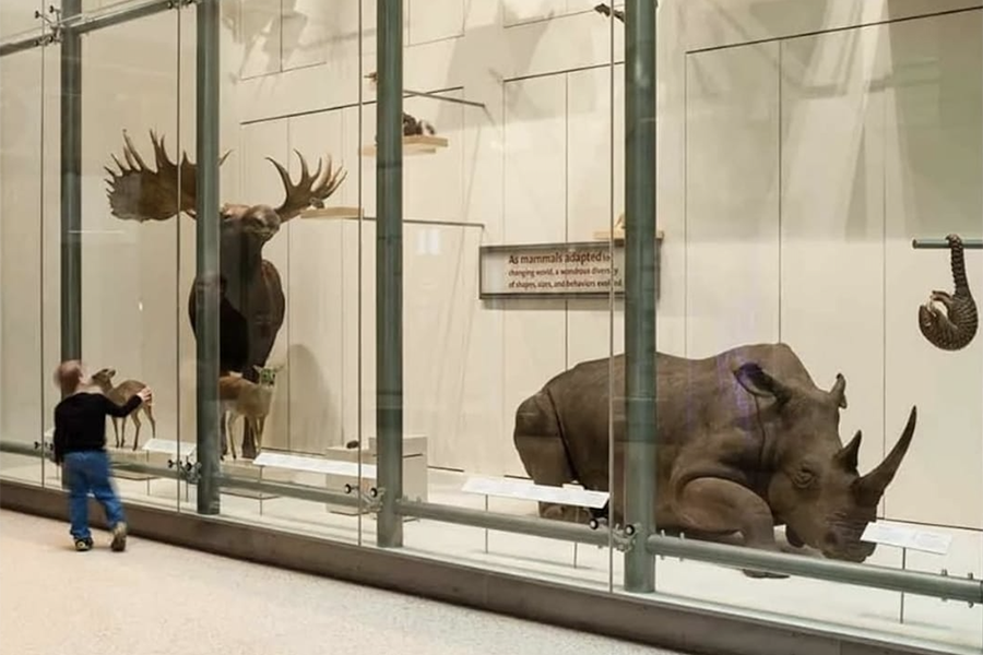 Roosevelt Rhino Campaign Launched in New York to Strengthen Uganda–US ...