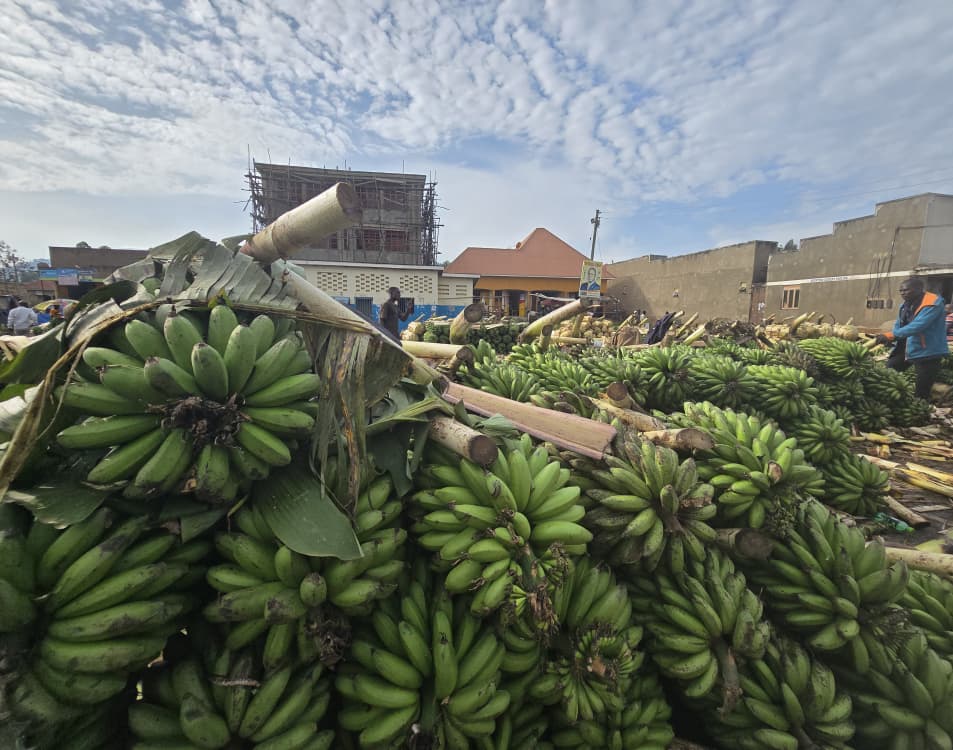 Matooke Traders Count Losses as Matooke Prices Plunge in Ntungamo