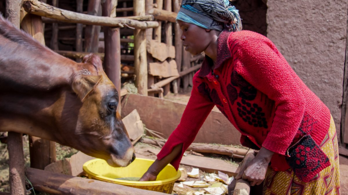 Uganda Launches Green Dairy Investments Project to Boost Milk Output ...