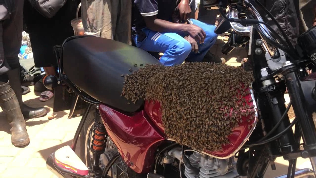 Mayhem in Mubende Town After Bees Swarm Boda