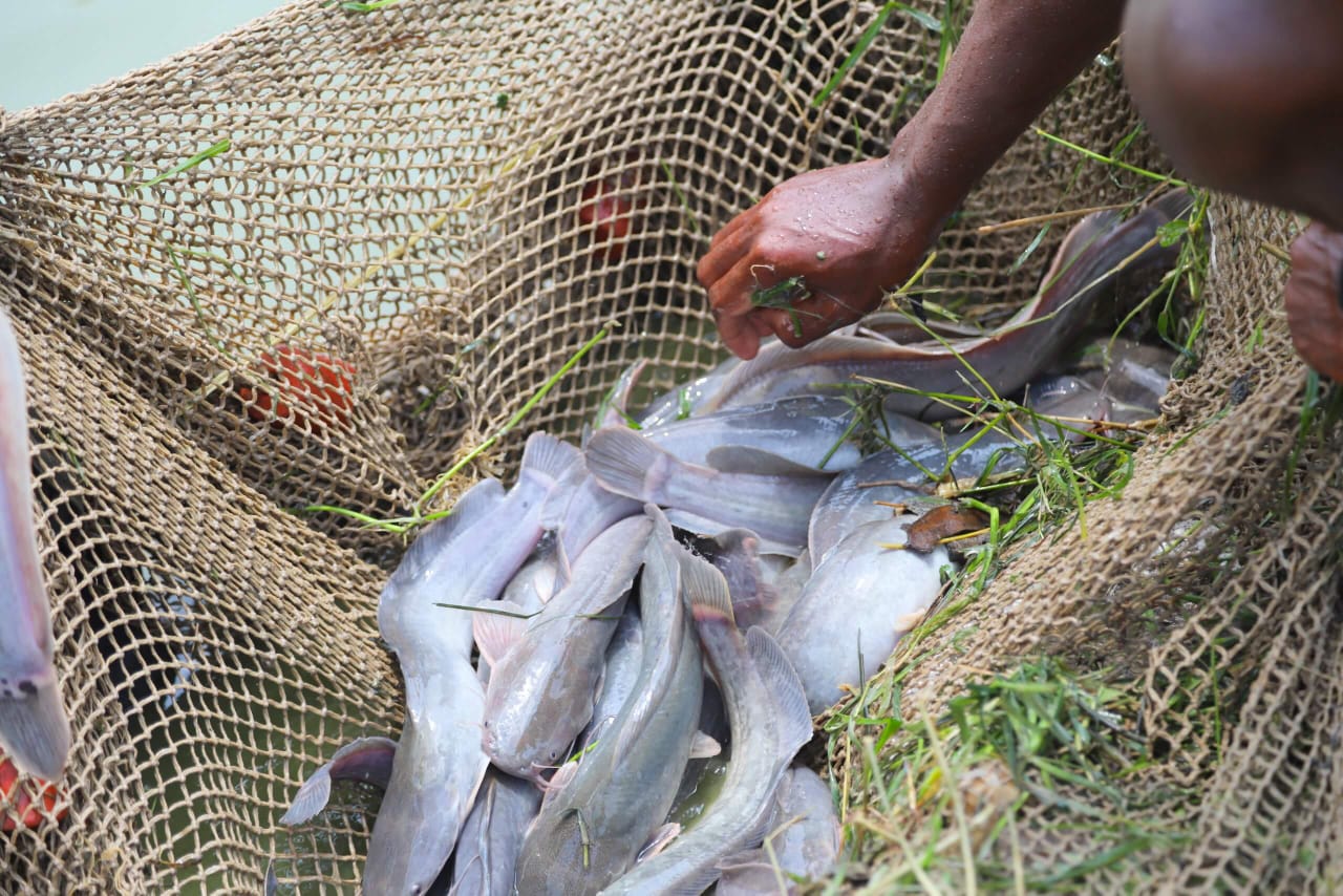 Fish Farms Hit Over 9,400 as Aquaculture Output Reaches 65,000MT – UBOS ...