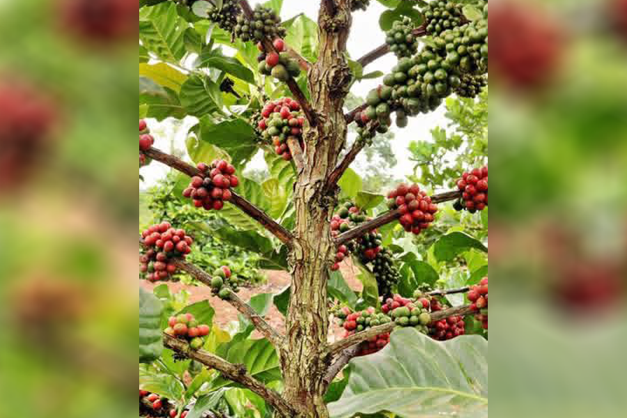 Adjumani District Council Names Rare Wild Coffee Species Found in Zoka ...