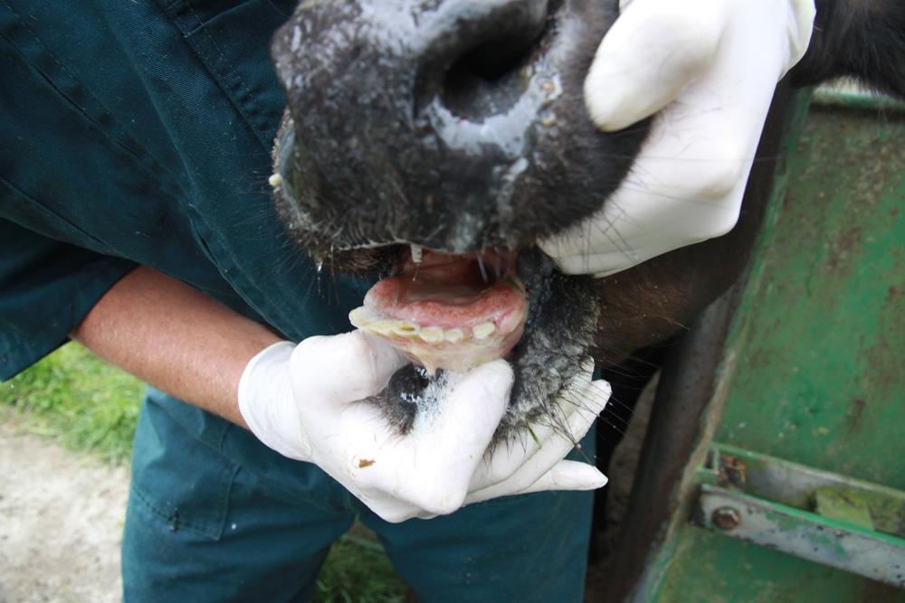 Kazo District Imposes Three-Week Quarantine Over New FMD Outbreak