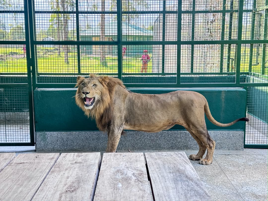 UWA Relocates Wildlife to New Mbale Zoo Ahead of June 12 Opening
