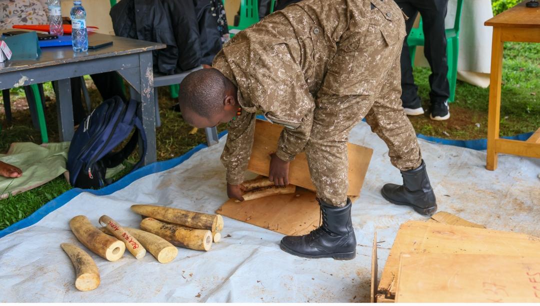 UWA Takes Custody of Over Six Tonnes of Ivory and Other Wildlife ...