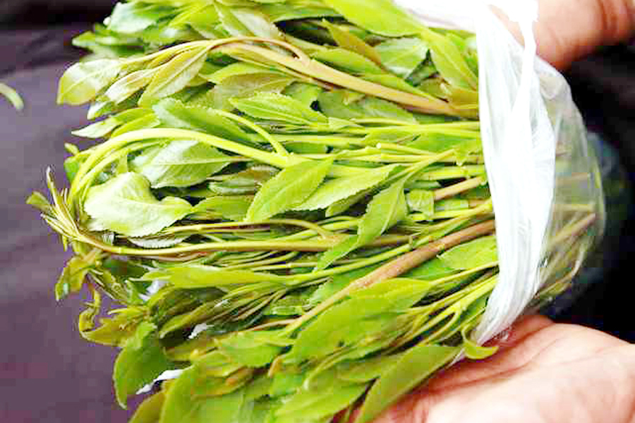 Mairungi growers threaten to sue gov't over new narcotics law