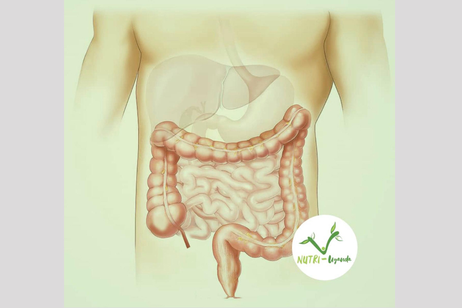 Why do you have belly fat?