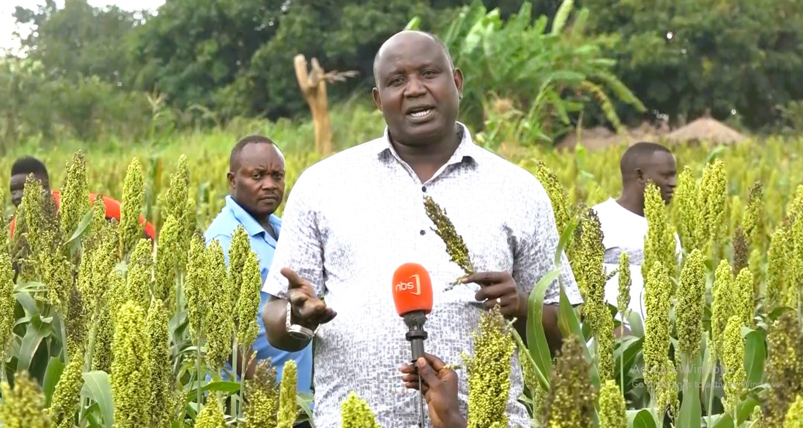 Sigh of relief for sorghum farmers in Acholi as rains start