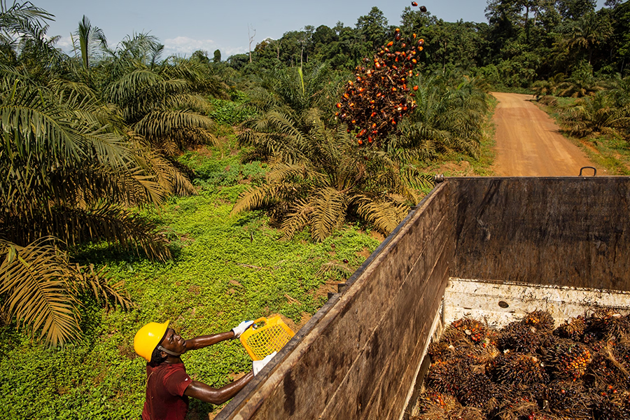 National Oil Palm Project Grabbed Our Land, Say Buvuma Islanders