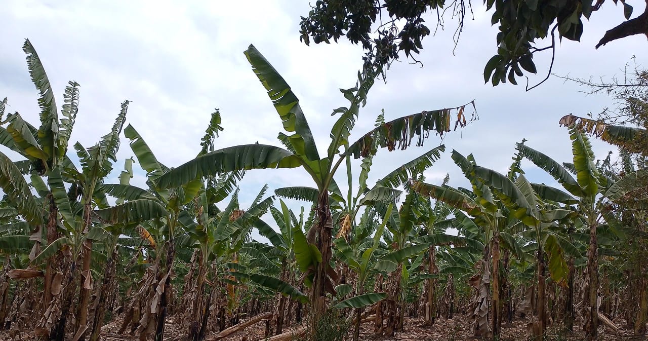 Farmers in Isingiro Grapple with Drought as Crops Wither