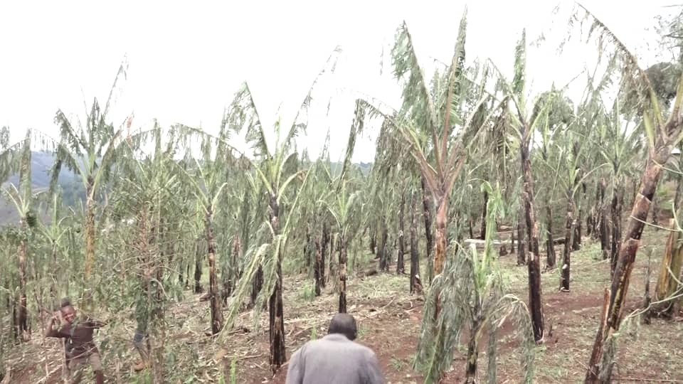 Hailstorm Devastates Villages in Bushenyi-Ishaka Municipality