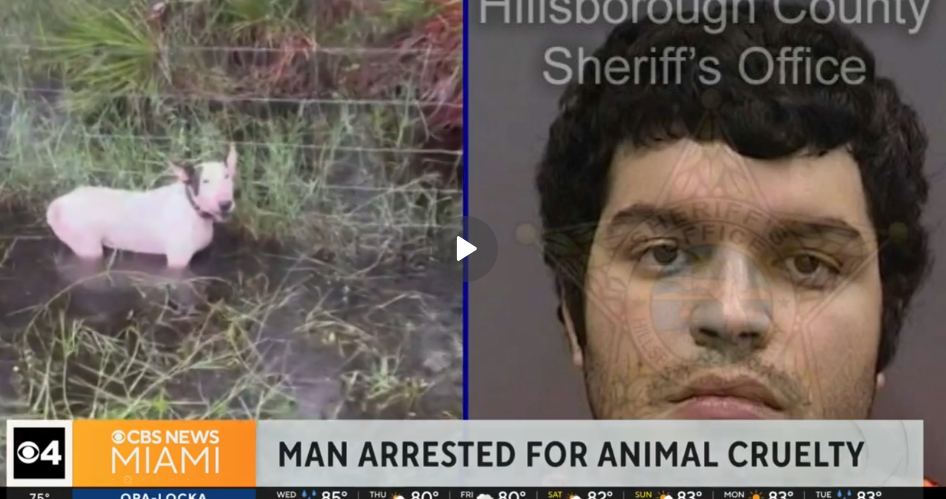 Florida man arrested after dog tied to post ahead of Hurricane Milton ...