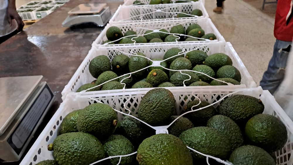 Uganda Flags Off First Hass Fresh Avocado Fruit That’s in High Demand ...