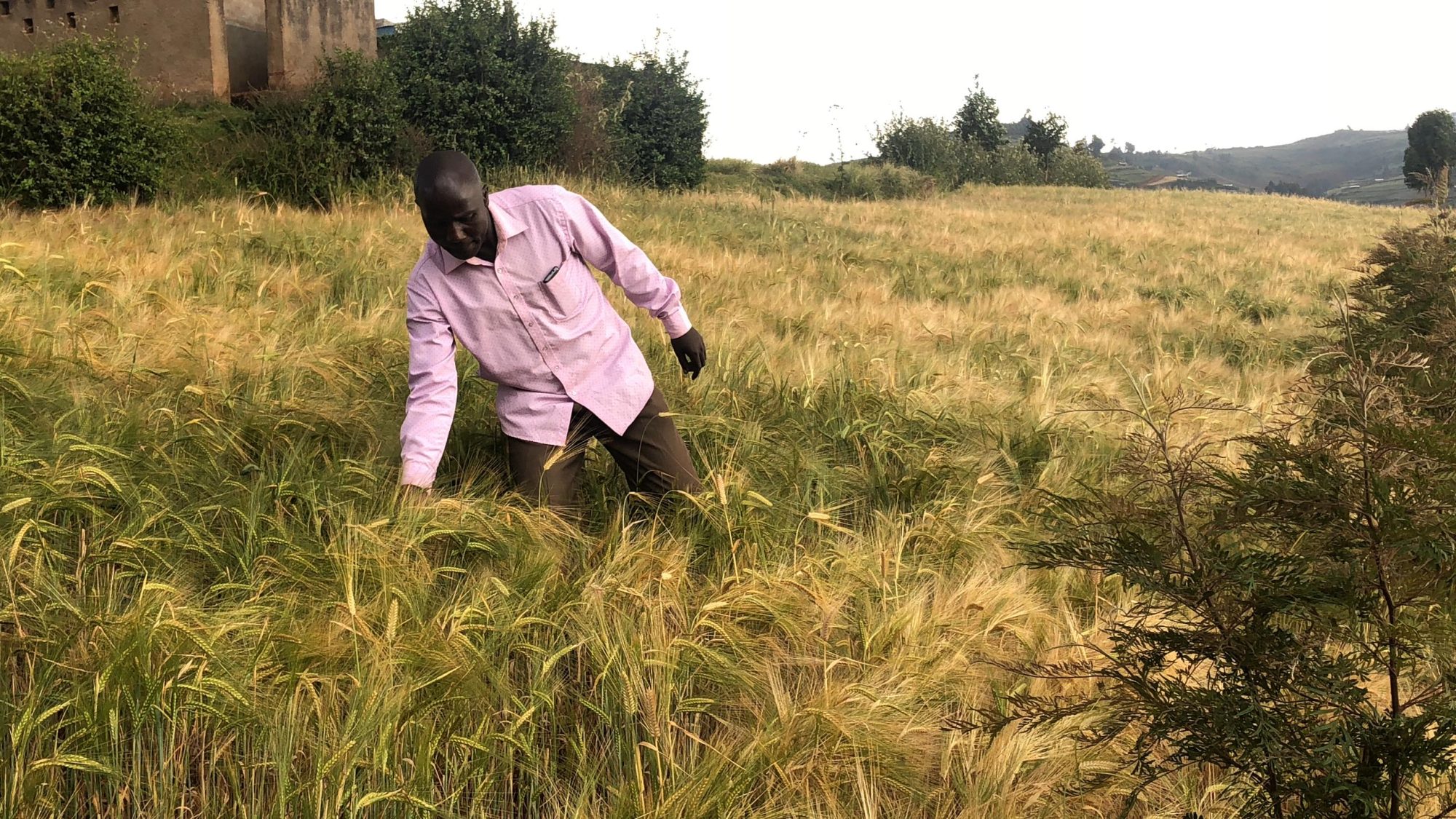 Uganda Breweries Gives Barley Farmers the Perfect Frosty Feel