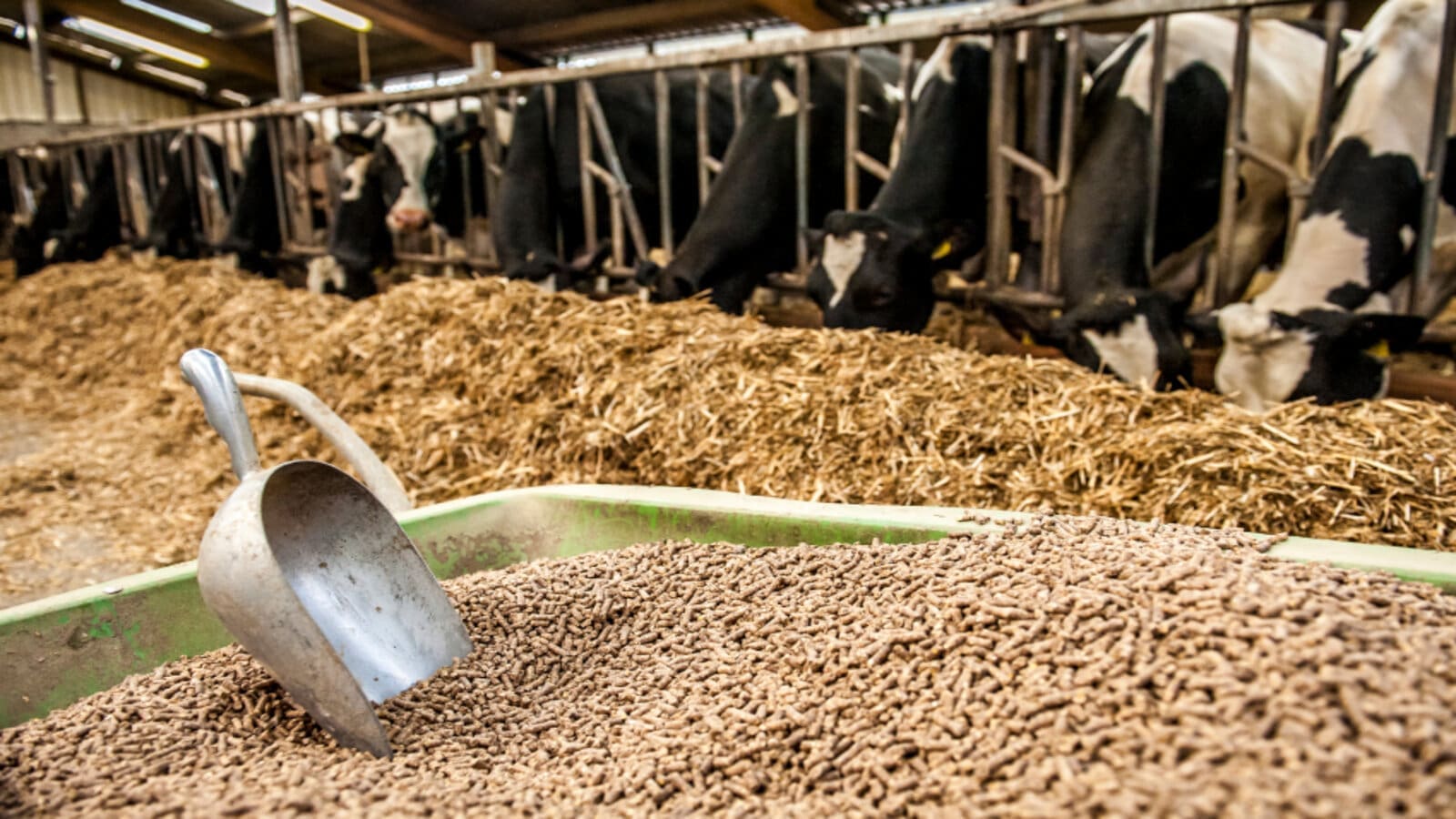 URA Misclassification of Animal Feed Imports Costs Govt Revenue