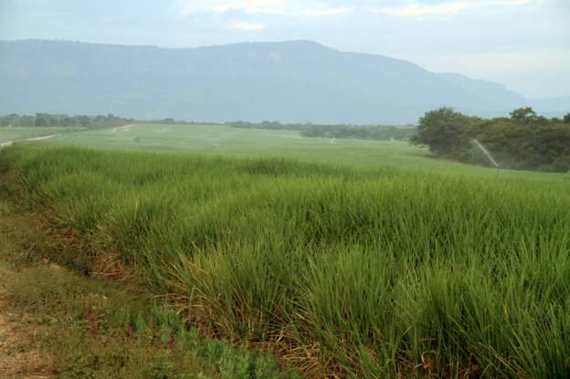 Ethiopia's biggest sugar factory shuts over insecurity