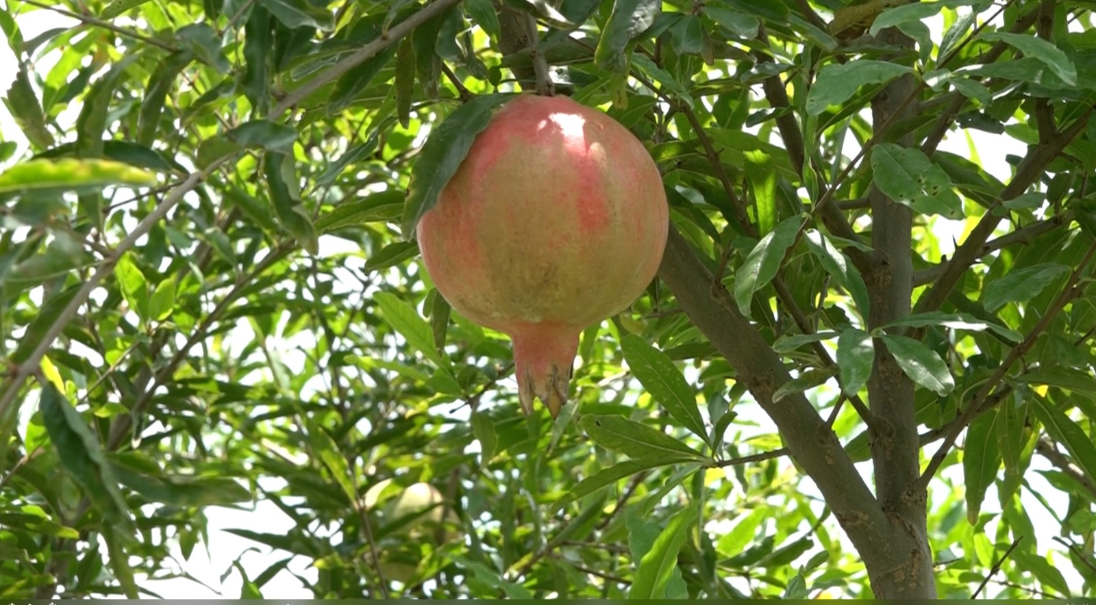 A blossoming harvest: Masembe's journey with Pomegranates